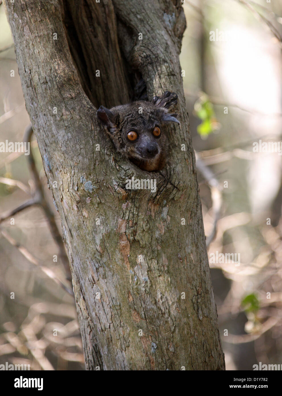 Hubbard's Sportive Lemur, Lepilemur hubbardorum (Syn. Lepilemur ...