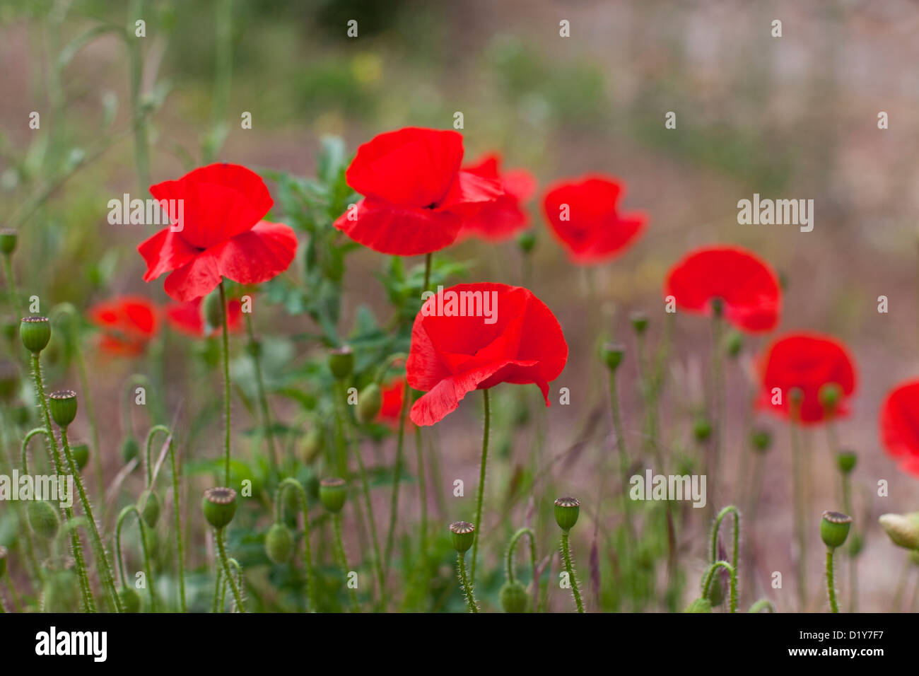 Cluster of poppies hi-res stock photography and images - Alamy