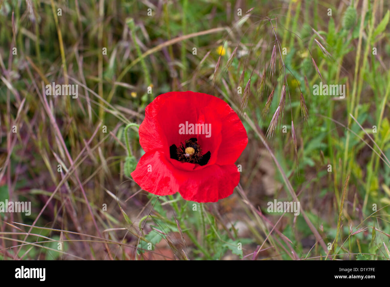 Single red poppy flower in a field Stock Photo - Alamy