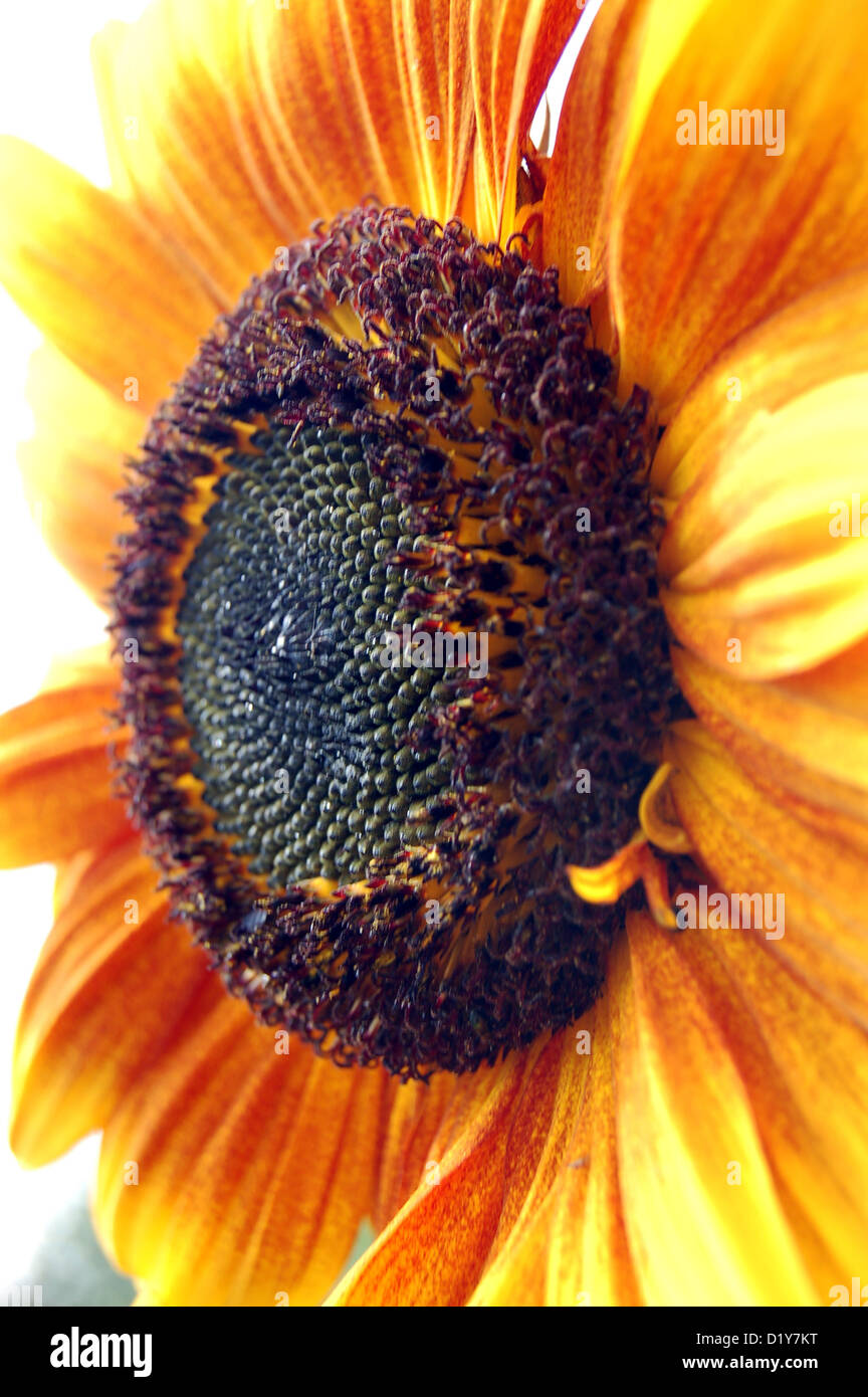 close up of a large sunflower head Stock Photo - Alamy