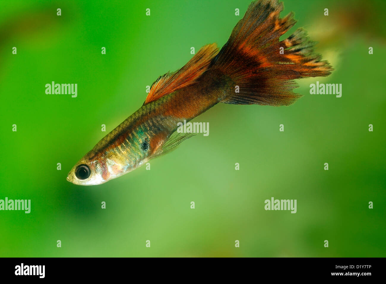 Guppy fish hi-res stock photography and images - Alamy