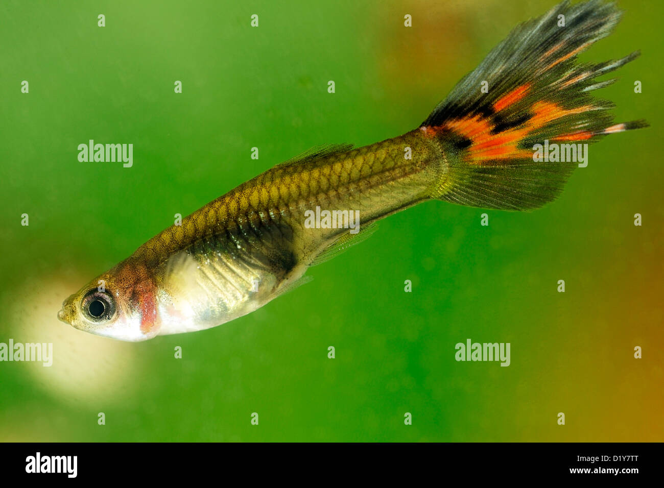 Male guppy hi-res stock photography and images - Alamy