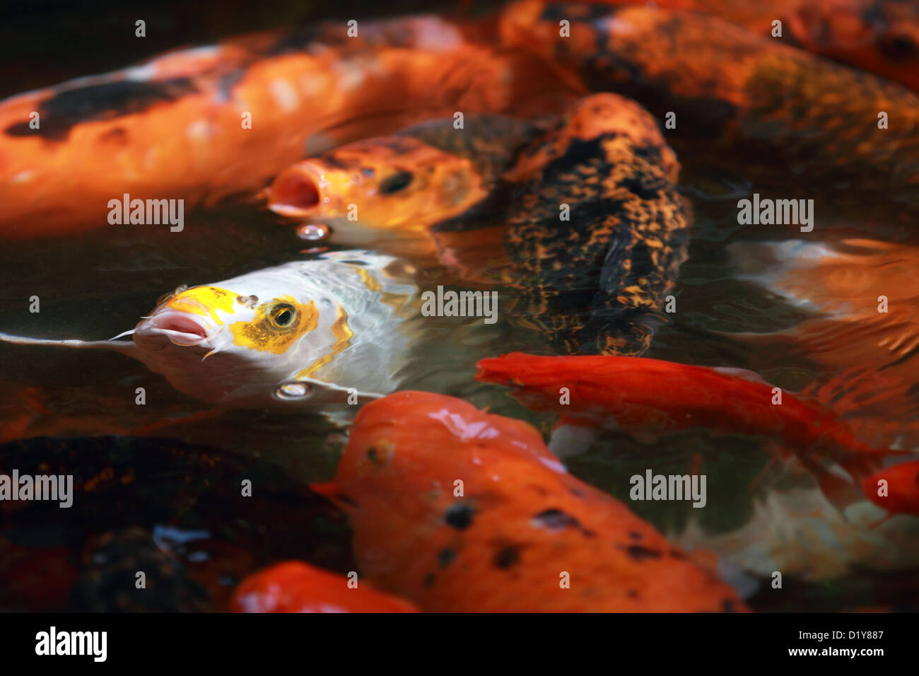 Orange fish with black spots hi-res stock photography and images - Alamy