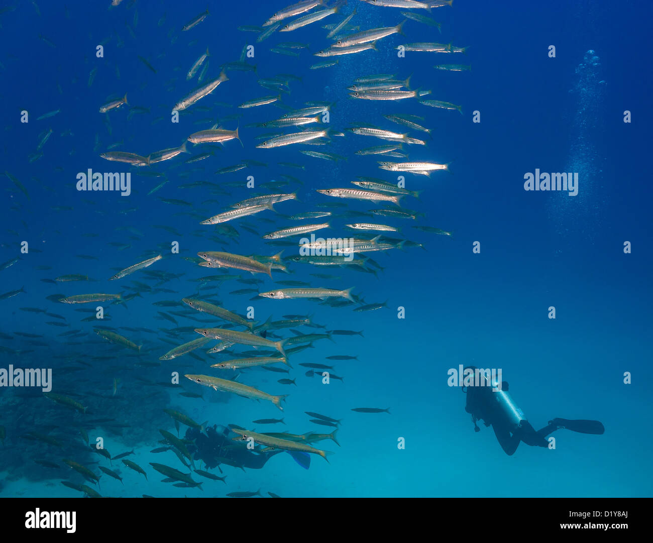 Scuba Divers swim next to Schooling Barracuda Stock Photo - Alamy