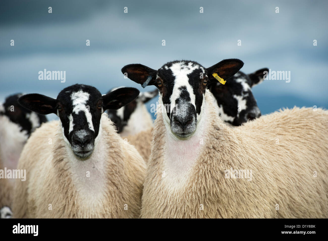 Mule gimmer lambs in pasture on the edge of the Lake District National ...