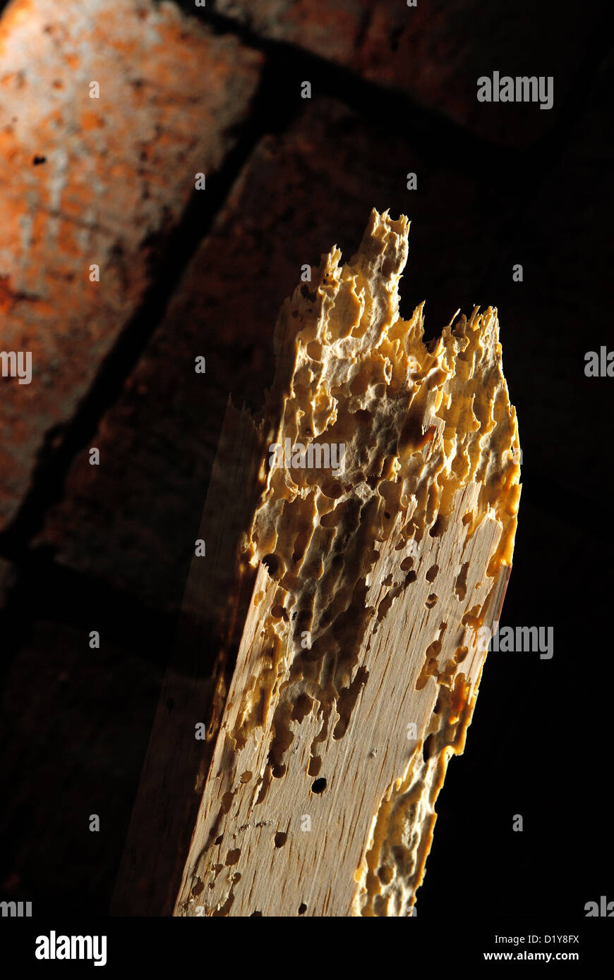 Persistent images hi-res stock photography and images - Alamy