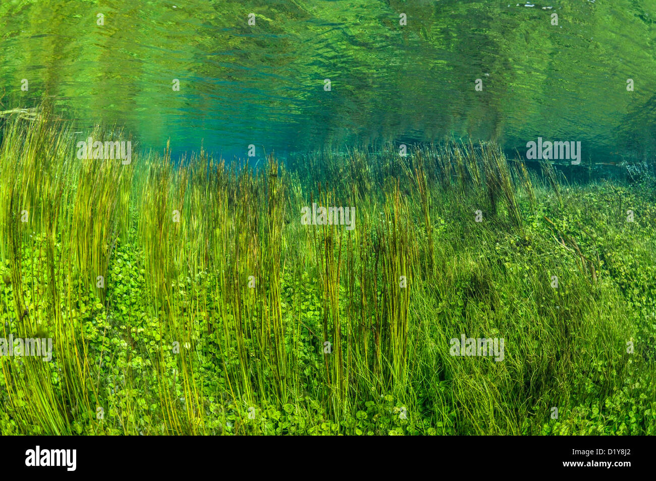 Reeds and Ripples Stock Photo - Alamy