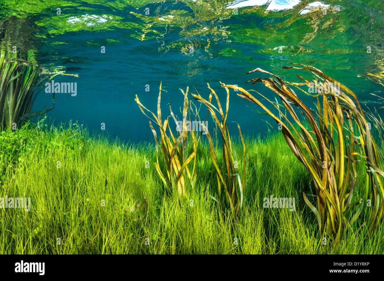 Snorkeling channel hi-res stock photography and images - Alamy