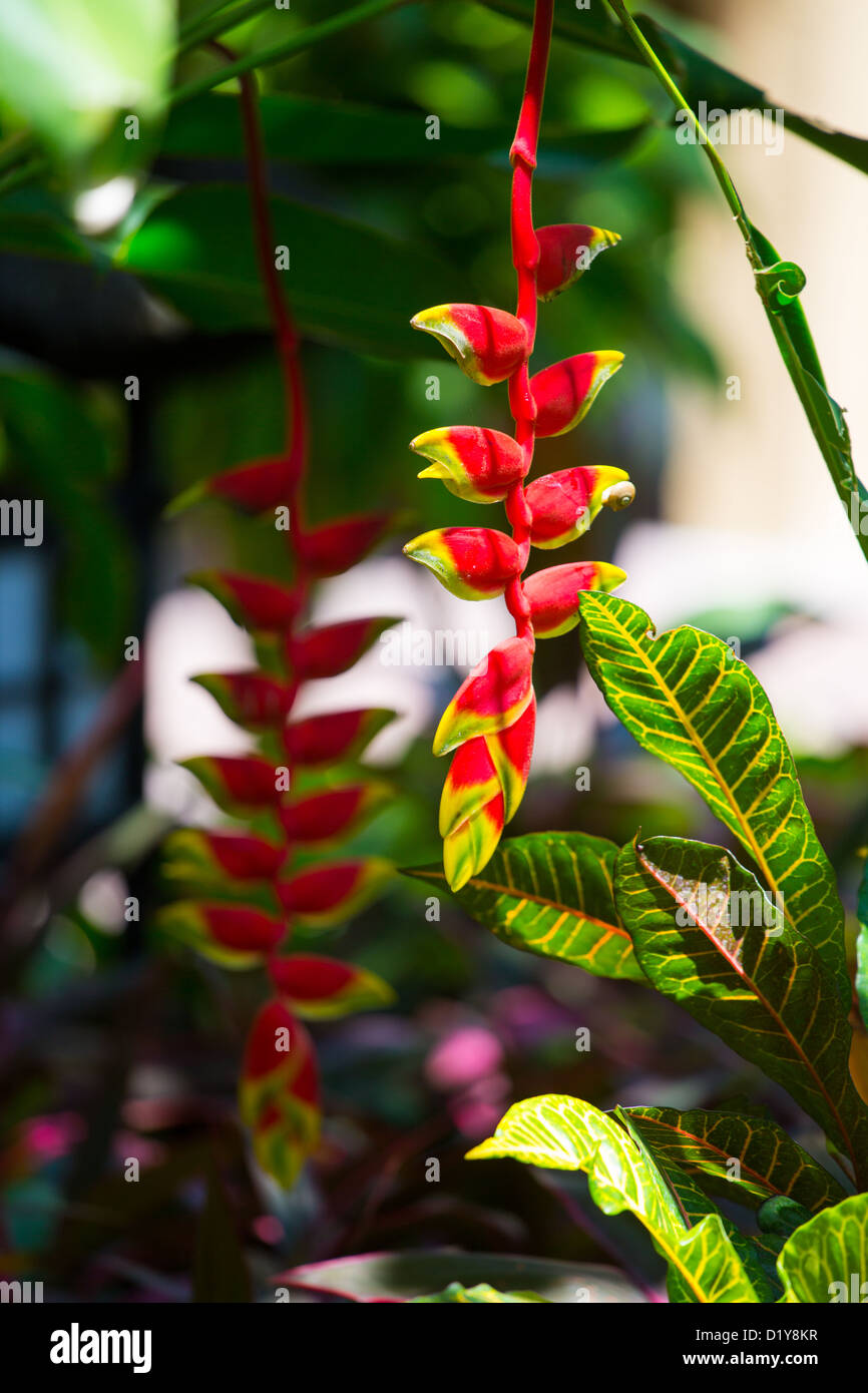 Heliconia pendula, traditional gardens, Hyatt Regency Sanur, Bali ...
