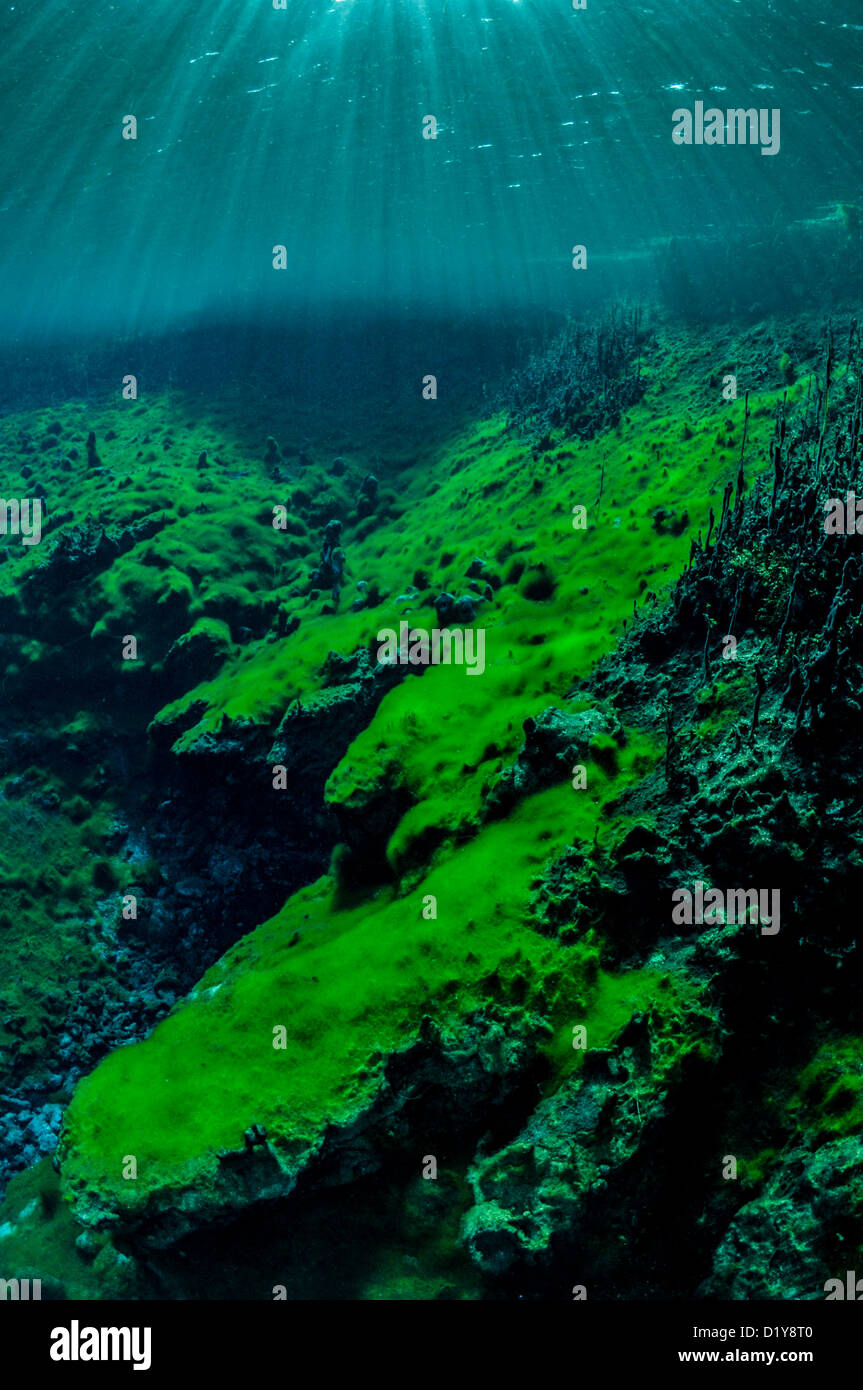 Freshwater ponds hi-res stock photography and images - Alamy