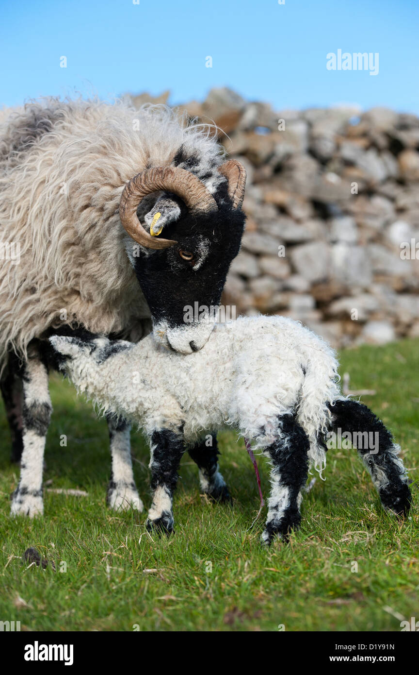 Swaledale ewe with new born lamb taking its first steps after birth ...