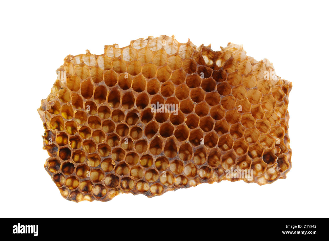 Closeup of a section of Honeycomb isolated on a white background Stock ...
