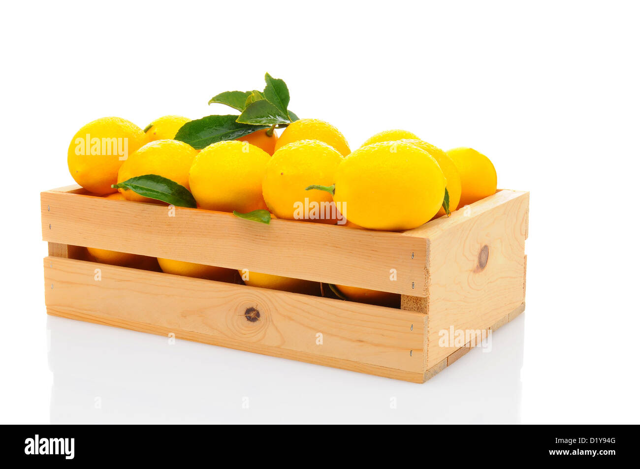 A wooden crate full of fresh picked lemons. Horizontal format isolated ...