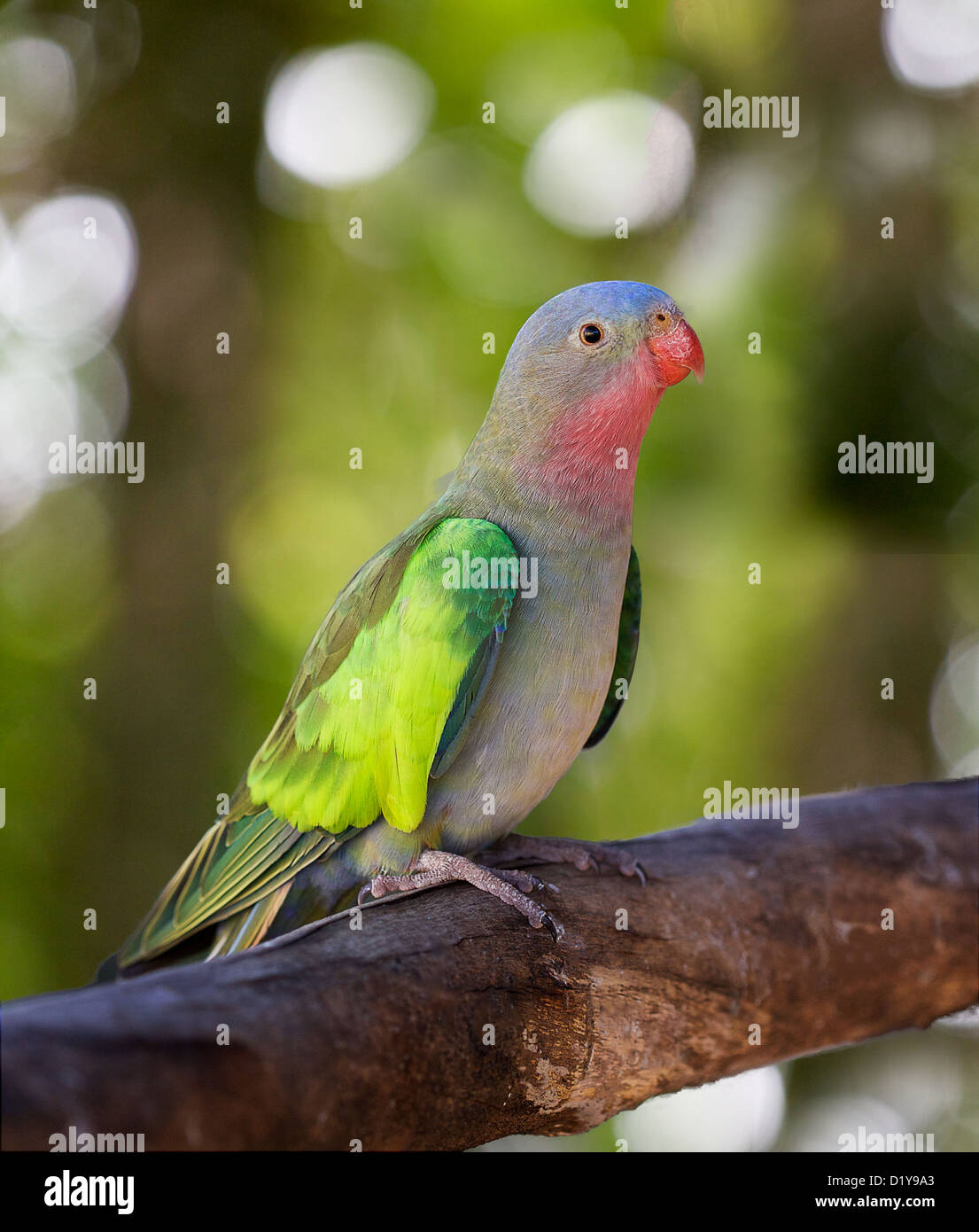 Princess parrot hi-res stock photography and images - Alamy