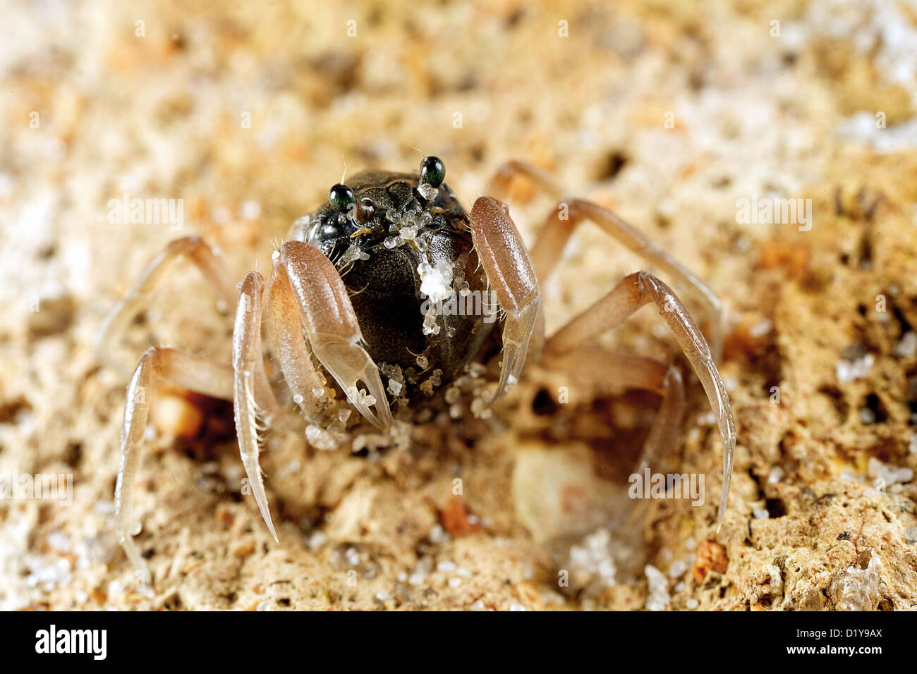 a single black soldier crab on sand Stock Photo - Alamy