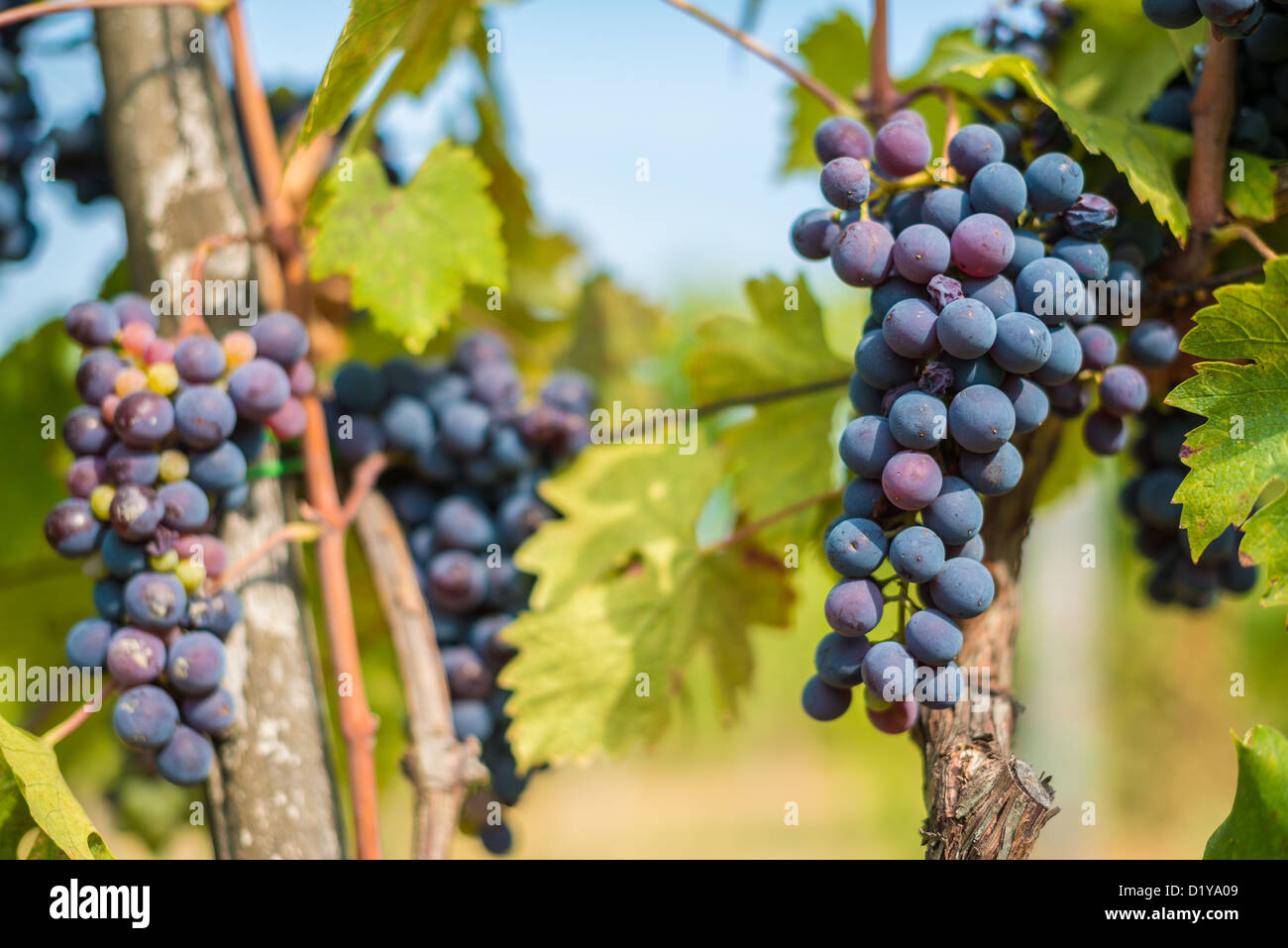 grape bunch, very shallow focus Stock Photo - Alamy