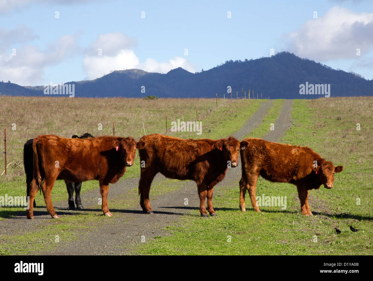 Three red hi-res stock photography and images - Alamy
