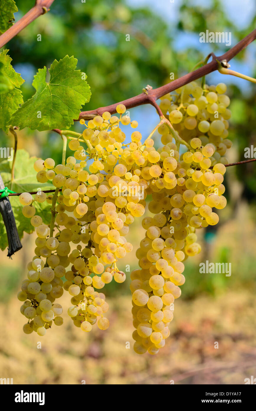 Vine yellow hi-res stock photography and images - Alamy