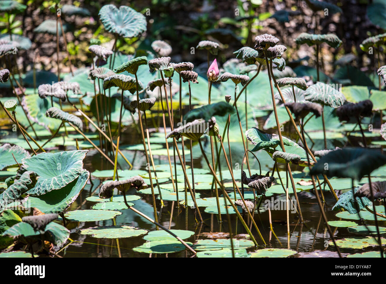 Lotus blossoms, traditional gardens, Hyatt Regency Sanur, Bali ...