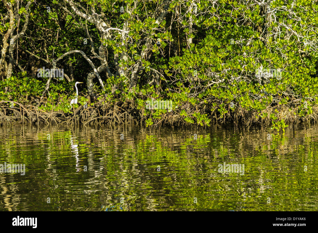 Intermediate Egret (Ardea intermedia), Pumicestone Passage, Sunshine ... Intermediate Egret (Ardea intermedia), Pumicestone Passage, Sunshine ...