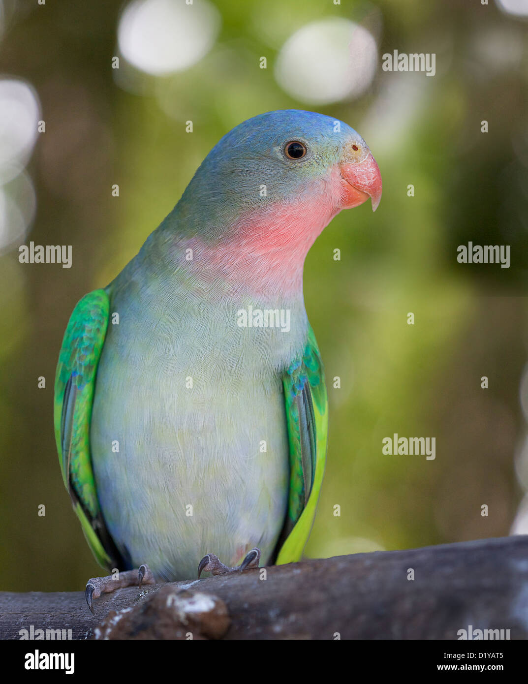 Princess parrot hi-res stock photography and images - Alamy