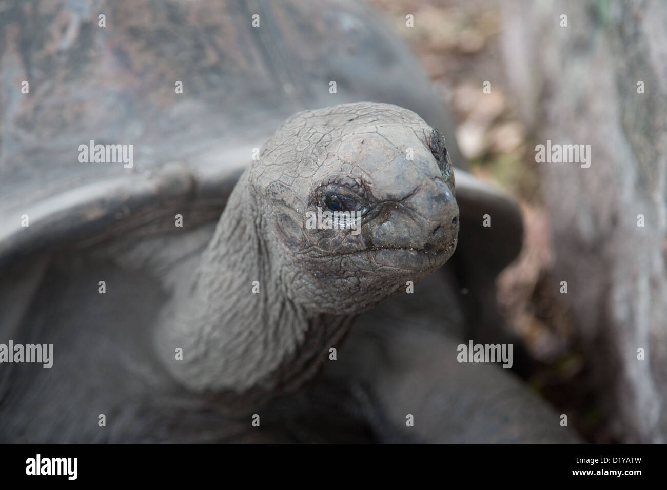Giant Seychelles tortoise, L' Union Estate, La Digue Island, Seychelles ...