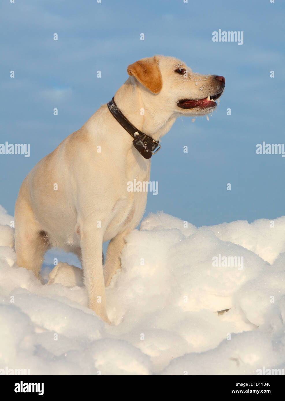Ritriver Labrador in the snow in winter Stock Photo - Alamy