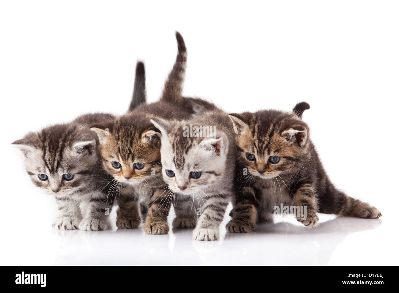 little kitten isolated on white background Stock Photo - Alamy