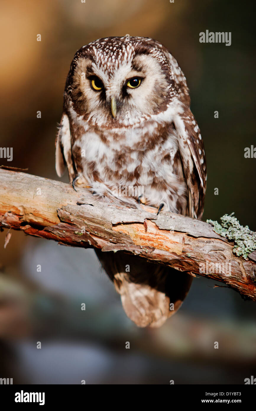 Boreal owl (Aegolius funereus) sitting on a branch Stock Photo - Alamy