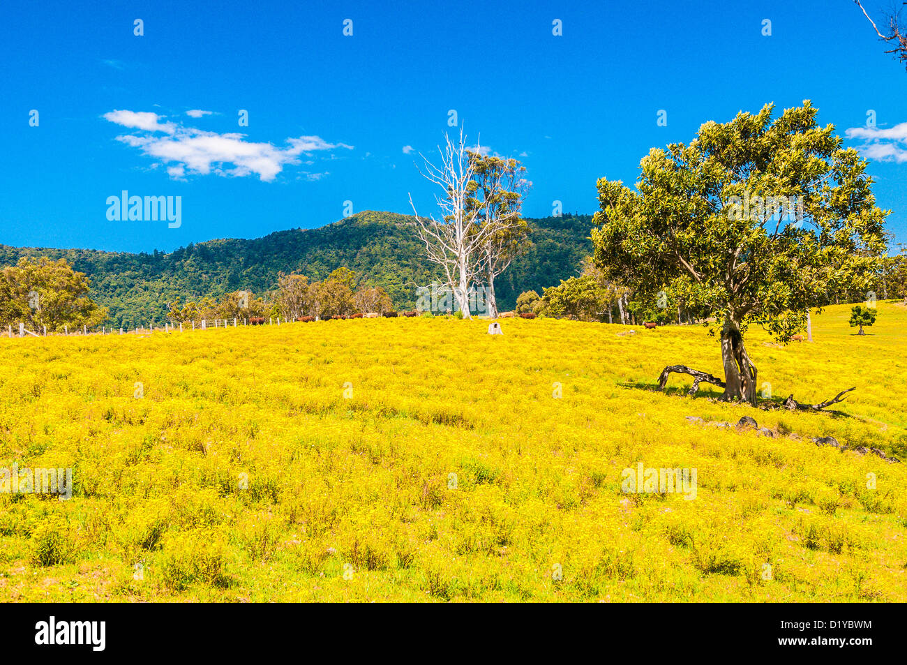 Yellow flowering tree australia hi-res stock photography and images - Alamy
