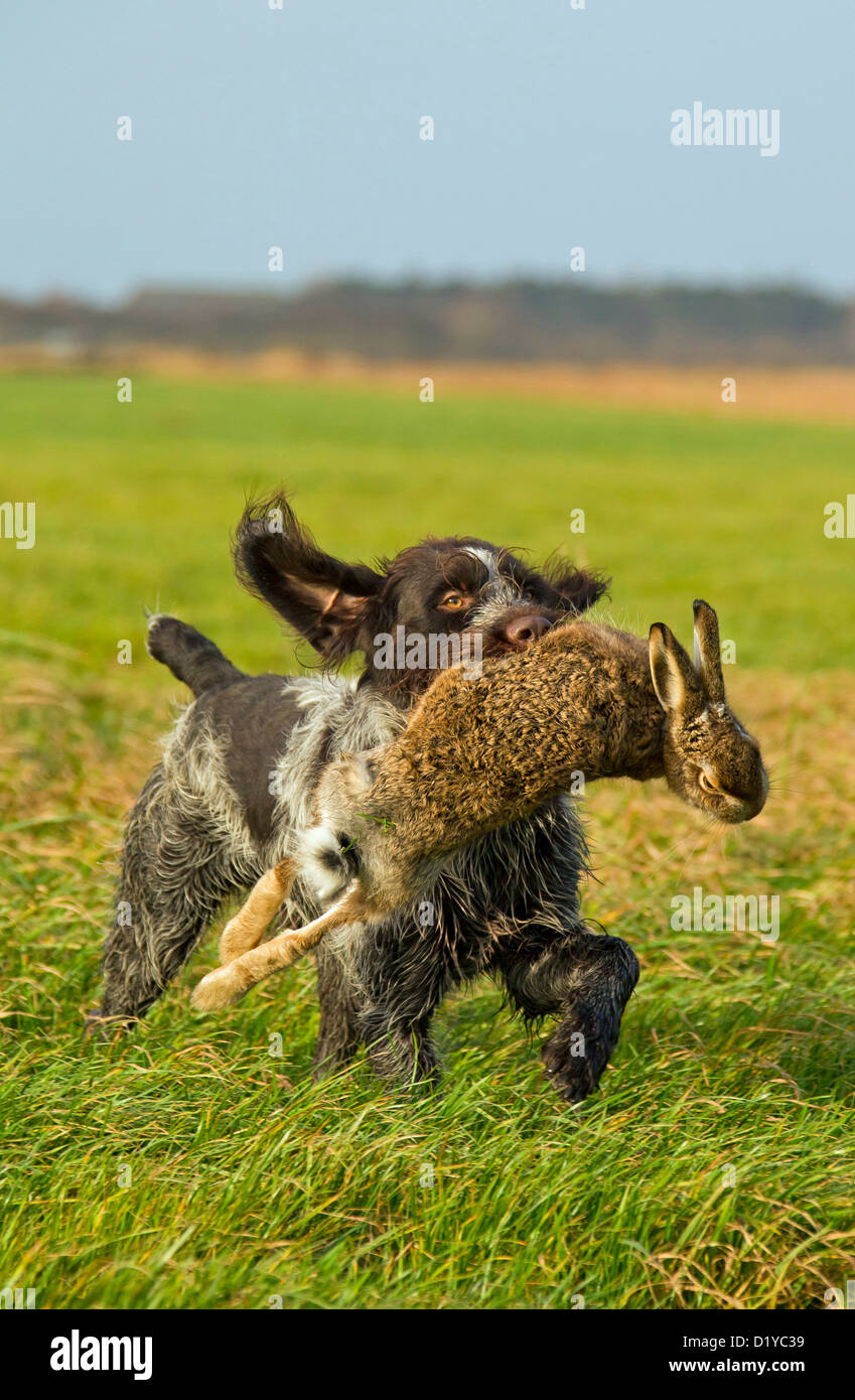 German hare hi-res stock photography and images - Alamy