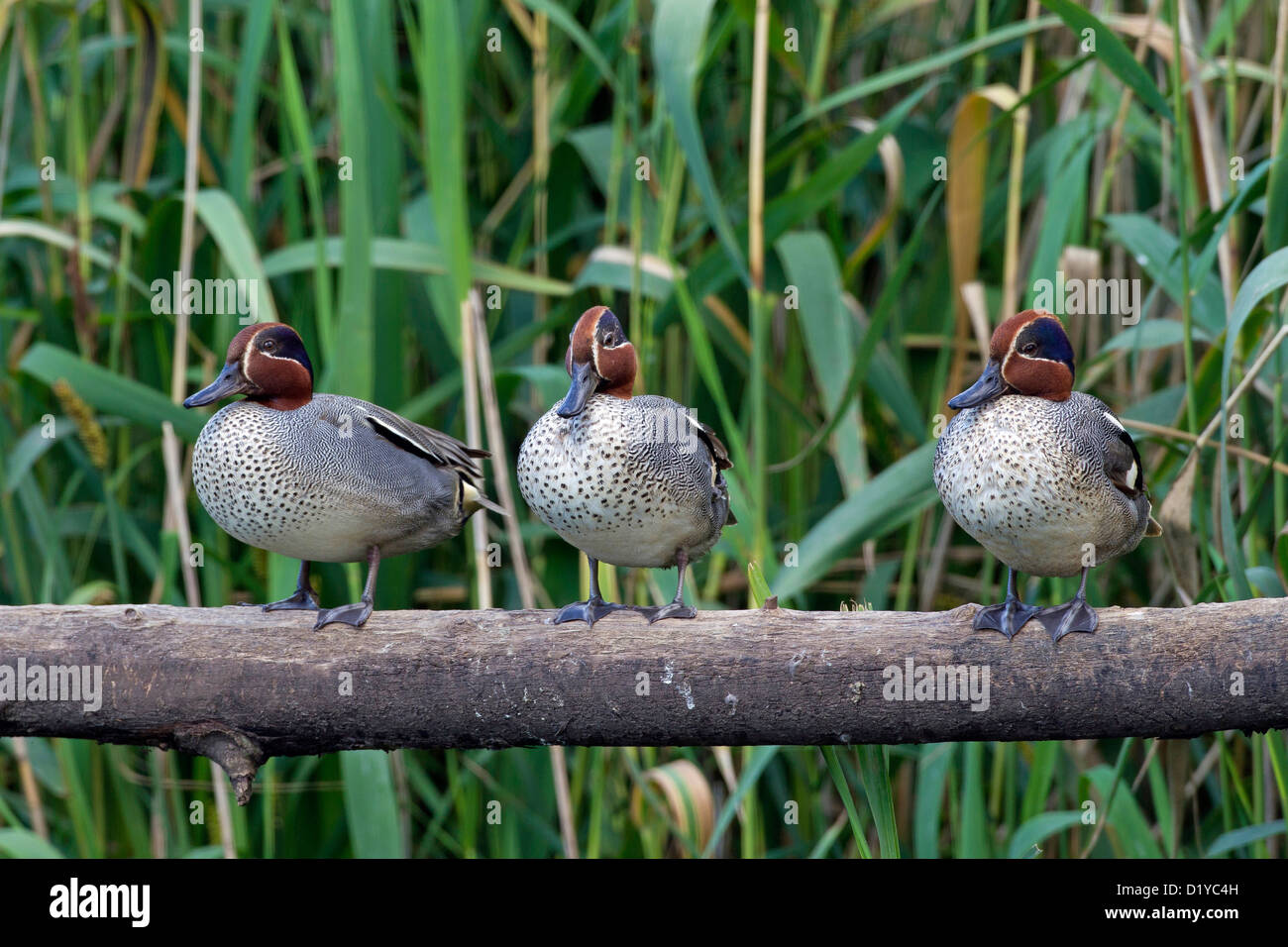 Common Teal (Anas crecca), three males in breeding plumage standing on ...