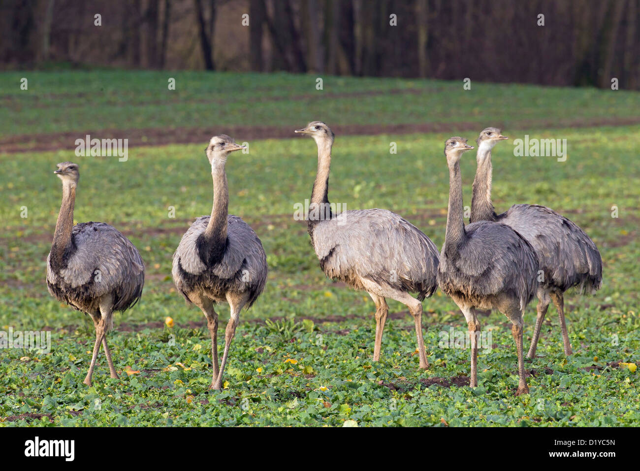 Greater Rhea (Rhea americana). Group of adults standing on a rape field ...