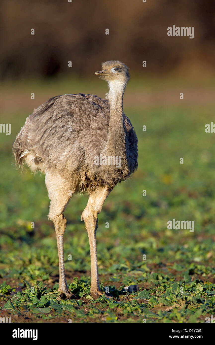 Greater Rhea (Rhea americana) escaped from farm in Mecklenburg ...