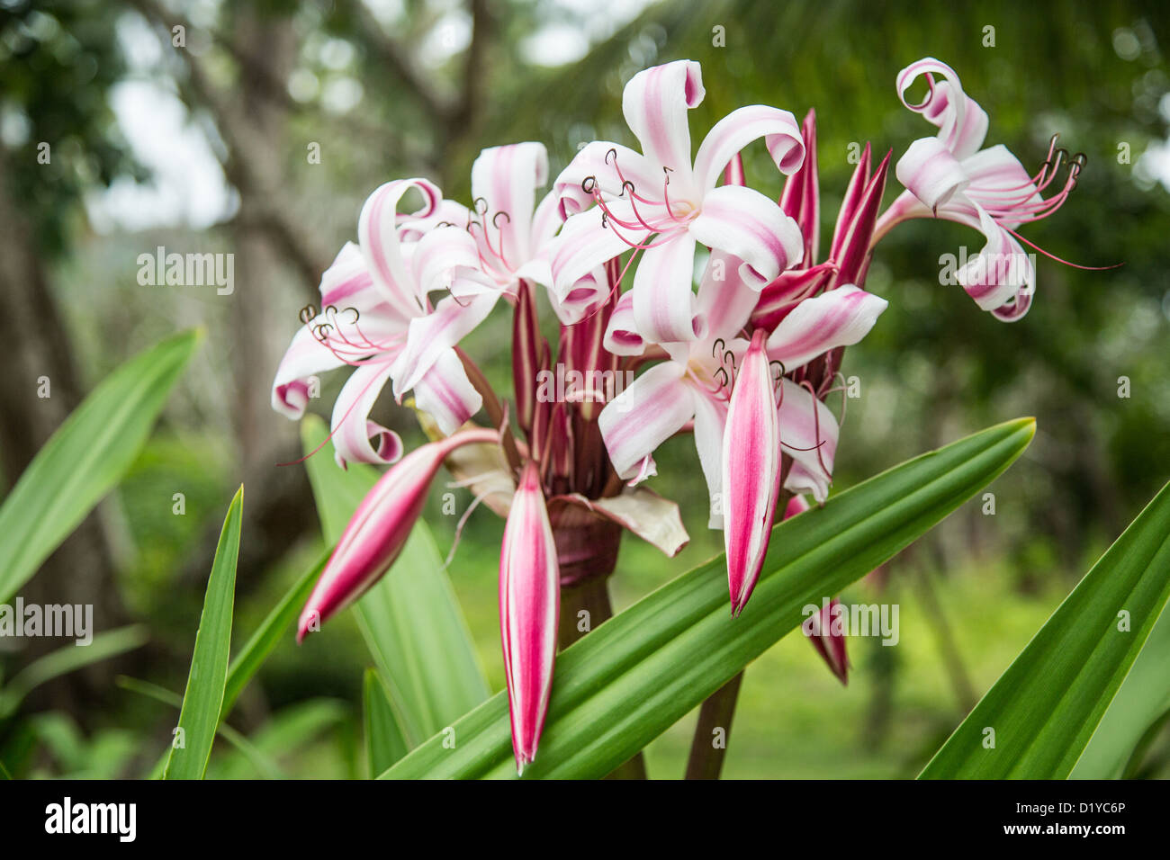 Seychelles flower hi-res stock photography and images - Alamy