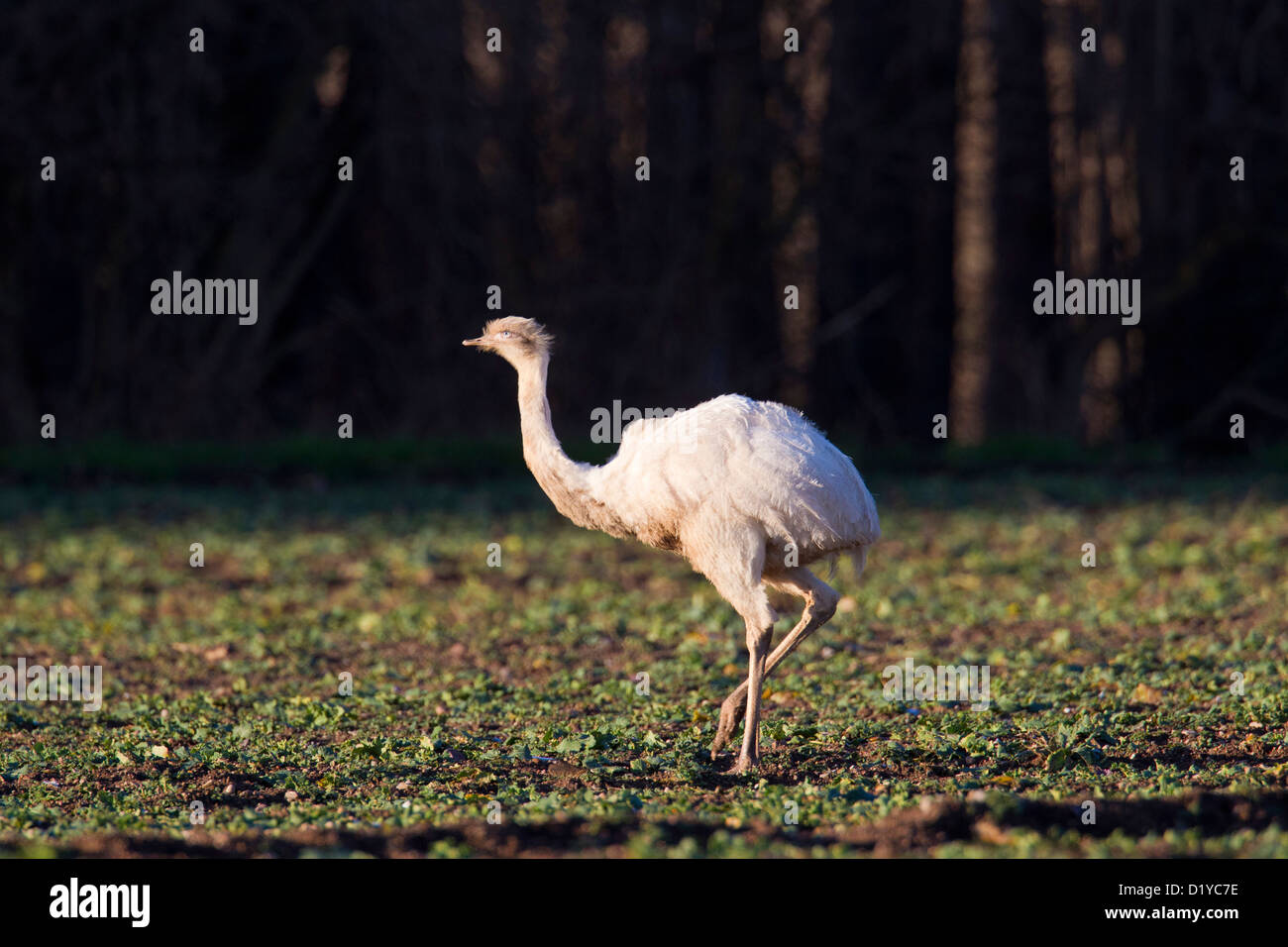 Greater Rhea (Rhea americana). White leucistic bird walking on a rape ...