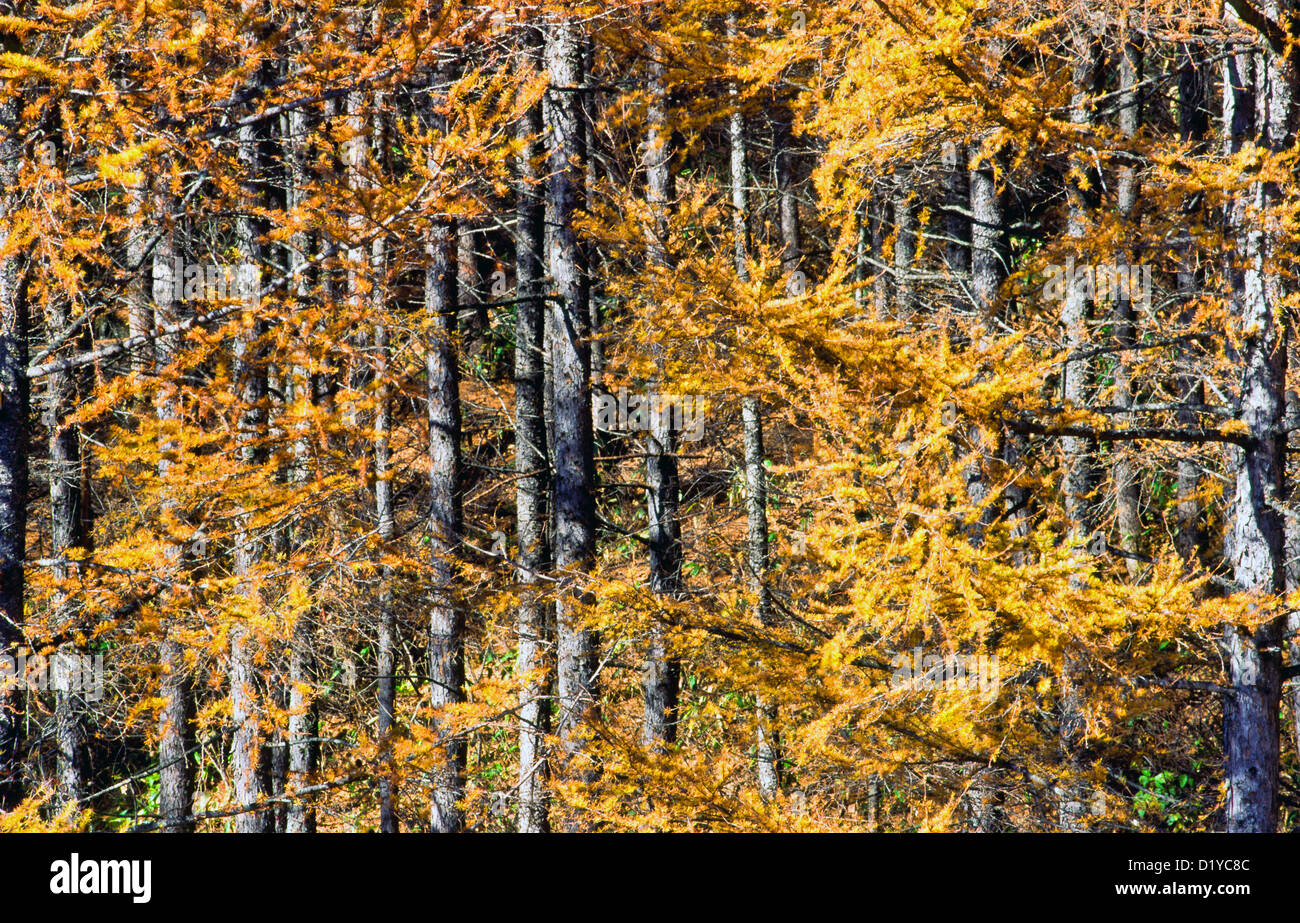 JAPANESE LARCH [ LARIX KAEMPFERI ]TREES IN AUTUMN NEAR THE ALPS IN ...