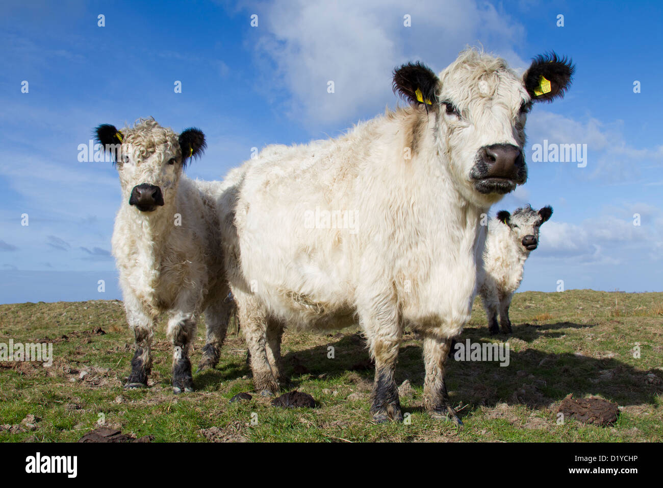 Domestic Cattle, White Galloway. Cow and calves on a pasture Stock ...