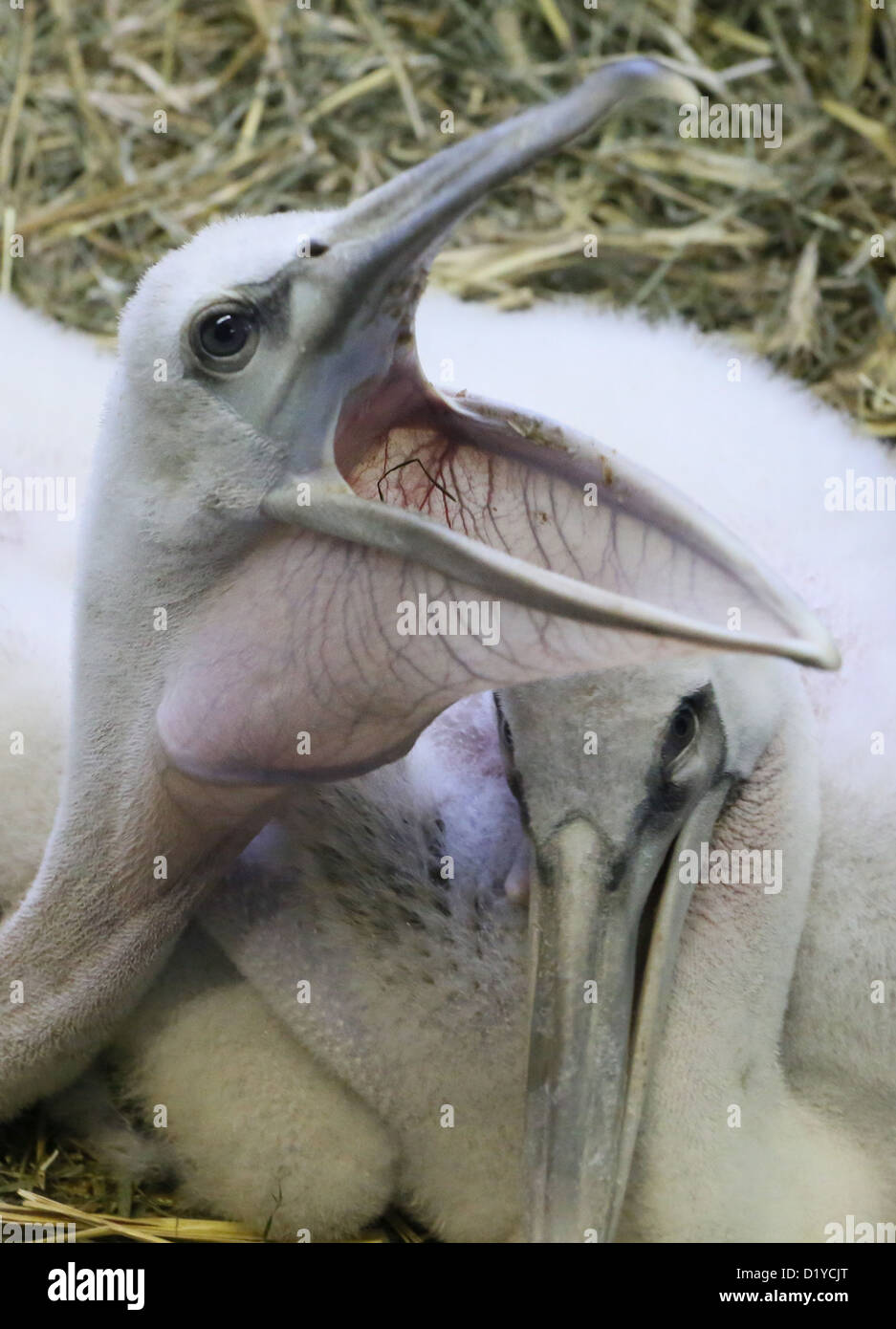 A four week old baby Pink-backed Pelican opens its week at ...