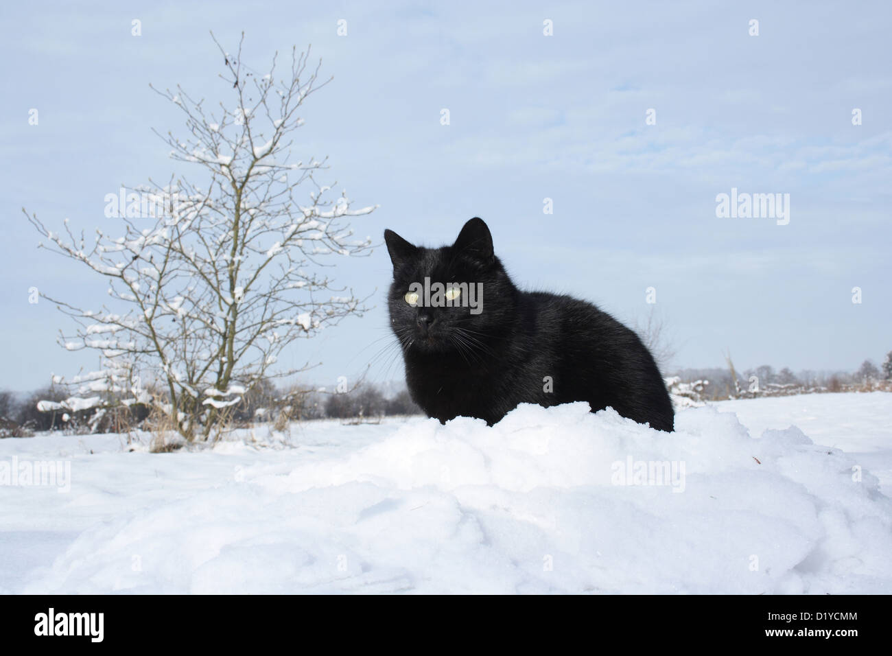 Black tomcat outside hi-res stock photography and images - Alamy