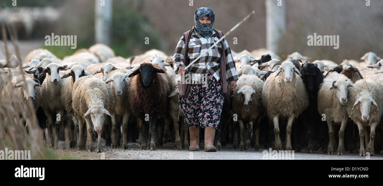 A woman her herd with a stick late in the afternoon in Belek, Turkey ...