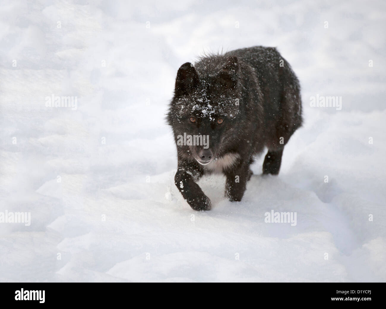 Eastern Tmber Wolf (Canis lupus lycaon) in snow Stock Photo - Alamy