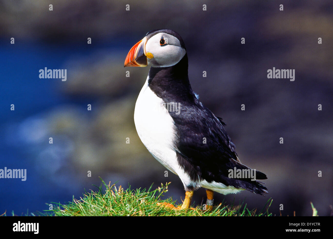 Puffin coloured beak scotland hi-res stock photography and images - Alamy