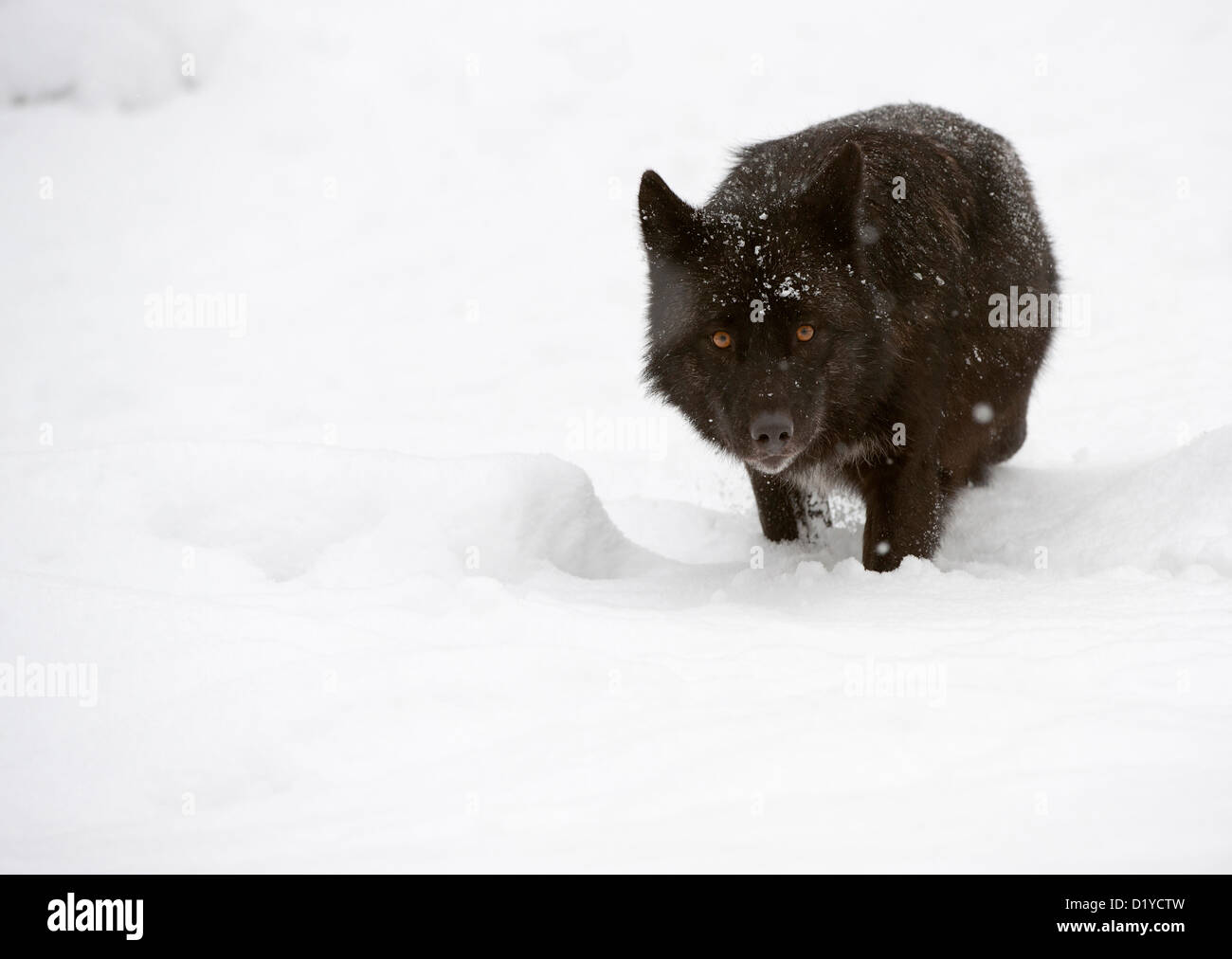 Tmber hi-res stock photography and images - Alamy