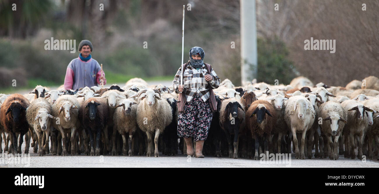 A woman her herd with a stick late in the afternoon in Belek, Turkey ...