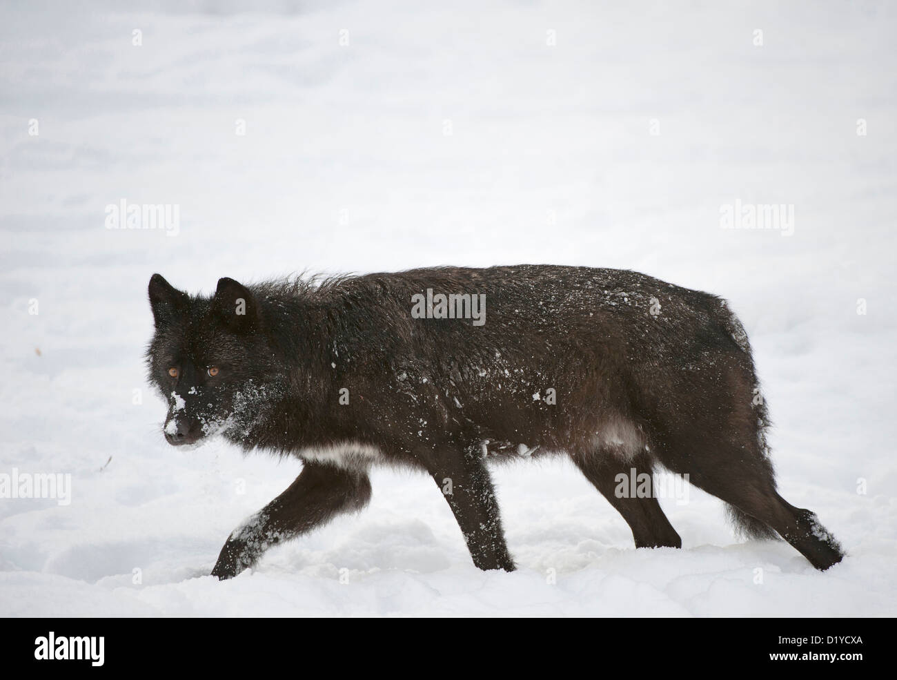 Wolf trotting hi-res stock photography and images - Alamy