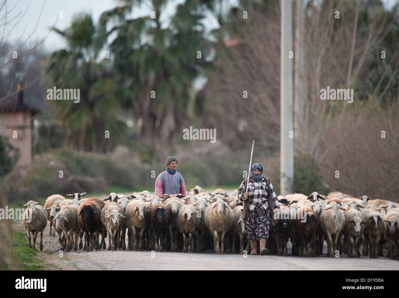 A woman her herd with a stick late in the afternoon in Belek, Turkey ...
