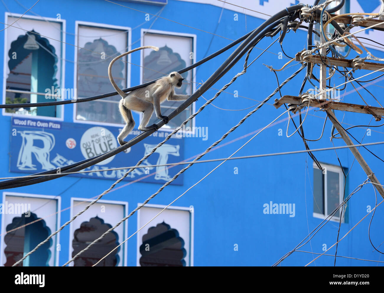 Ape of india hi-res stock photography and images - Alamy