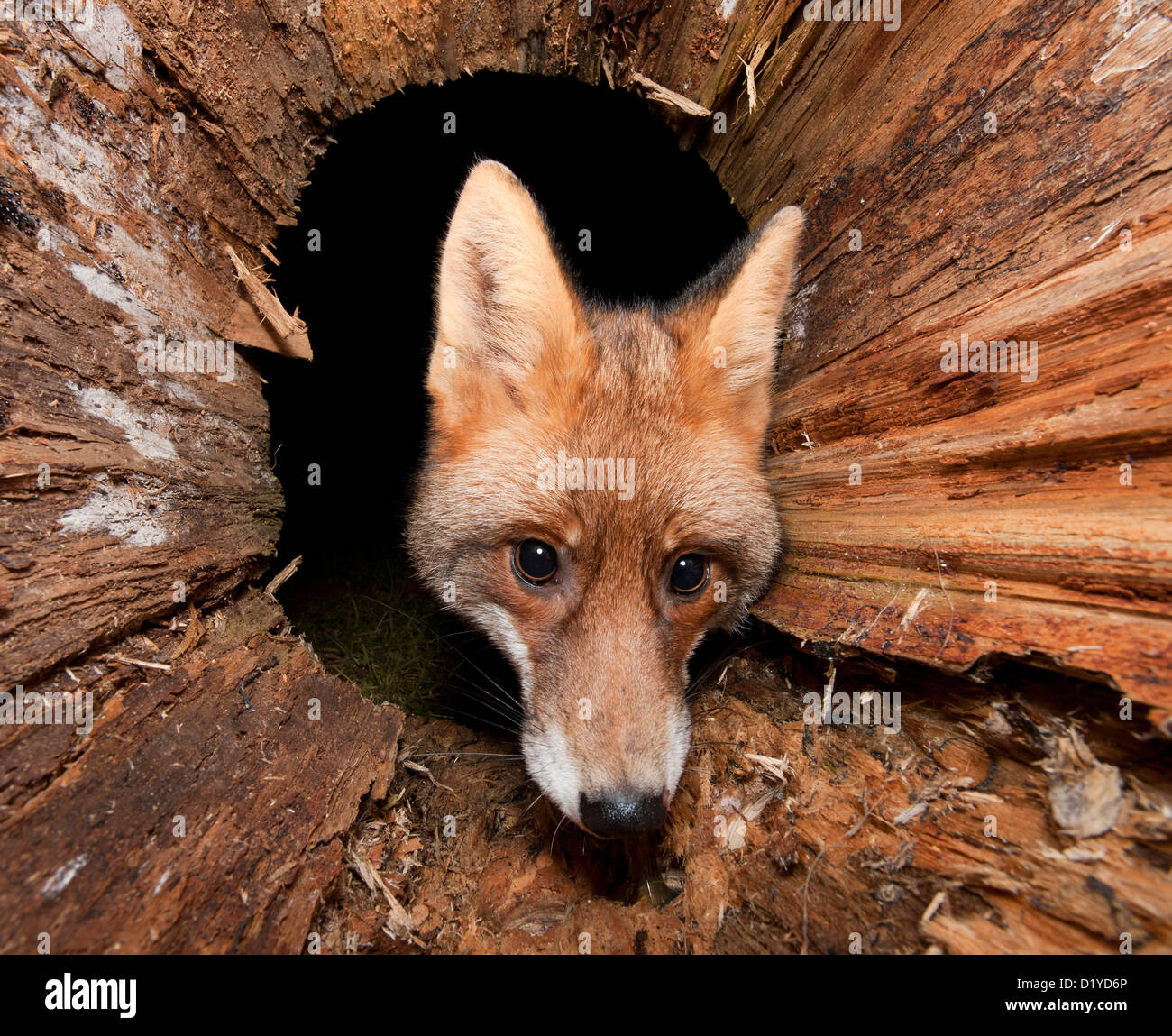 Red Fox (Vulpes vulpes), adult looking into a hollow tree trunk Stock ...