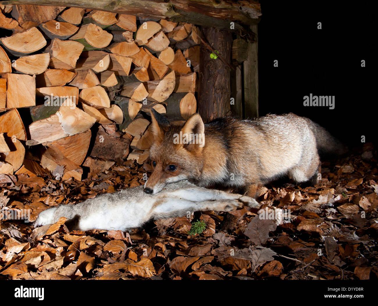 Red Fox (Vulpes vulpes), adult taking a dead wild rabbit Stock Photo ...